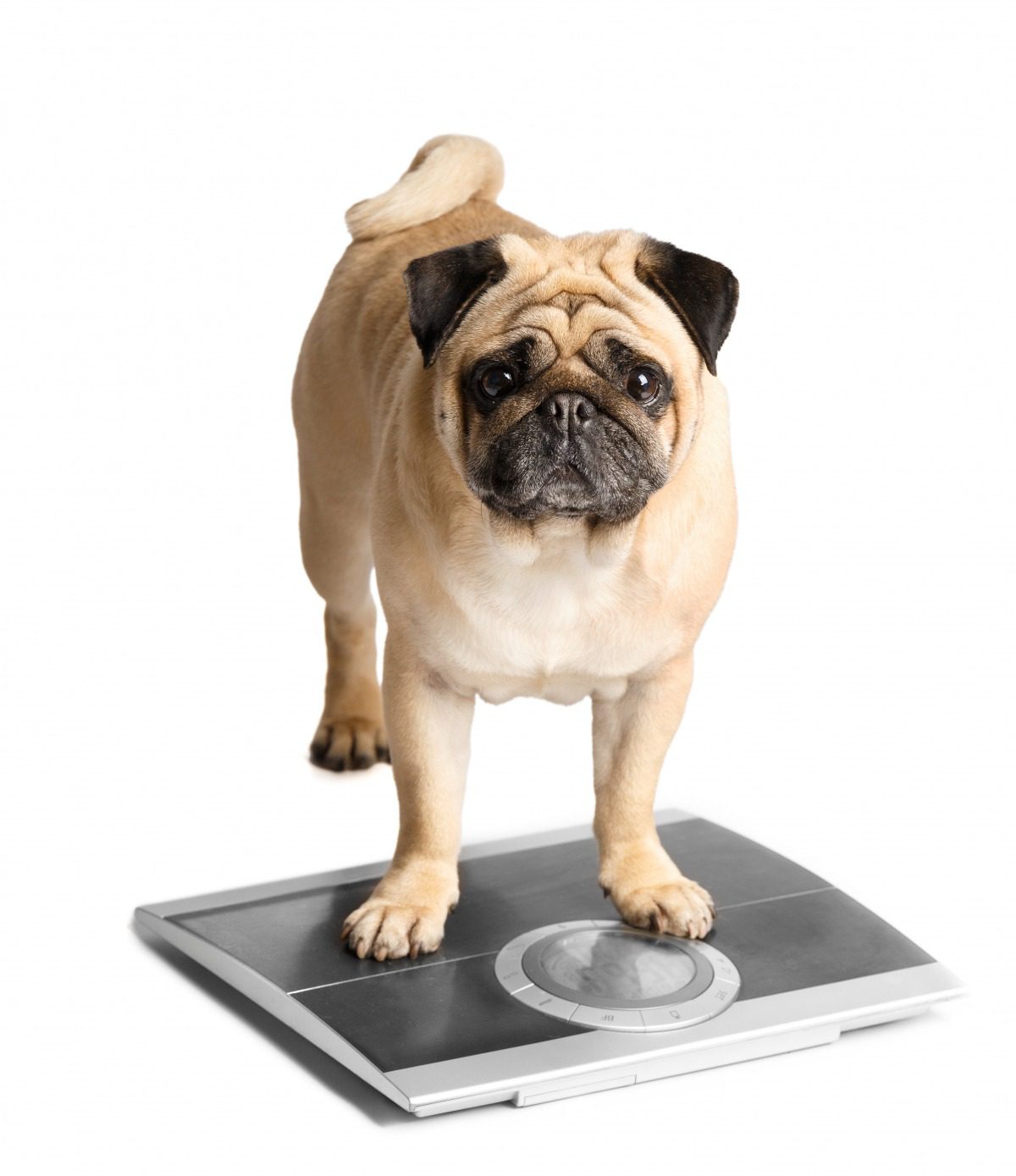 Übergewicht beim Hund - Ein unterschätztes Gesundheitsrisiko ...