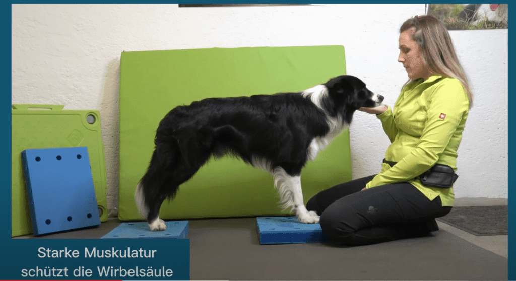 Übungen für Muskelaufbau beim Hund: Trainingsplan & Tipps