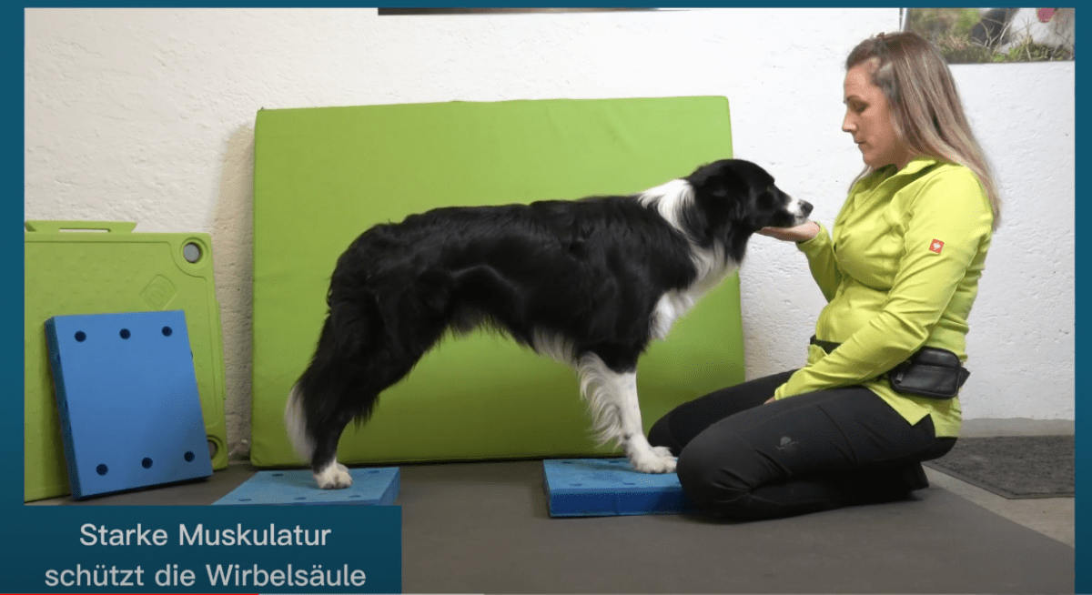 Übungen für Muskelaufbau beim Hund: Trainingsplan & Tipps