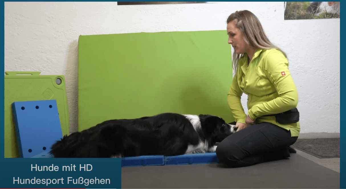 Übungen für Muskelaufbau beim Hund: Trainingsplan & Tipps