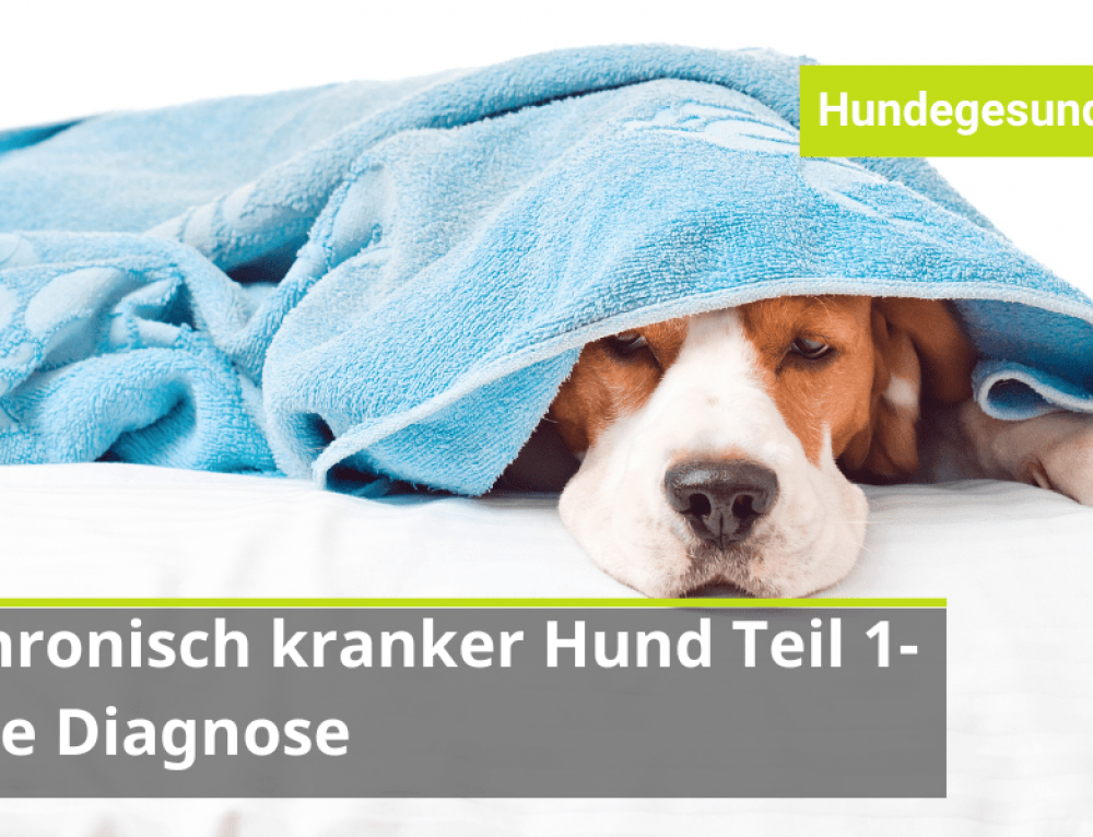 Dein Hund atmet schwer - was kann die Ursache sein? - Physiotherapie ...