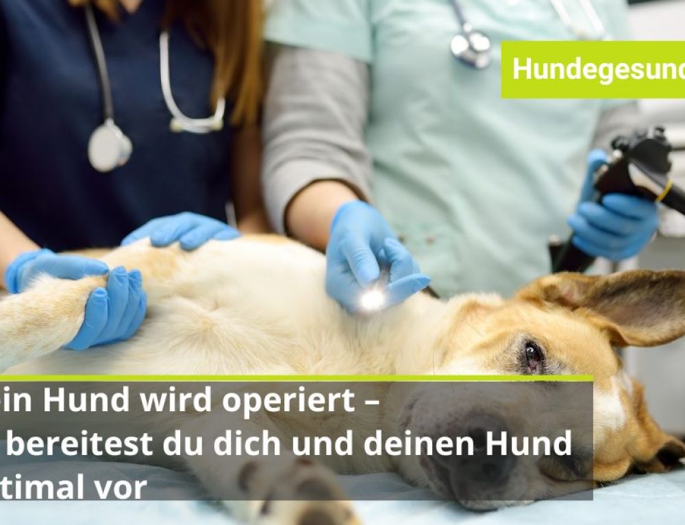 7 Anzeichen, dass dein Hund Schmerzen hat & was du tun kannst
