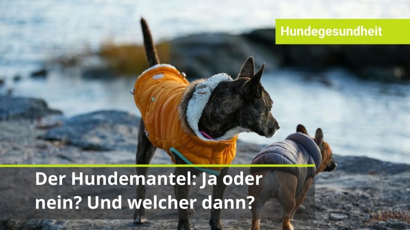 Hund gestorben - Was tun? Ein Leitfaden für Abschied und Trauer ...