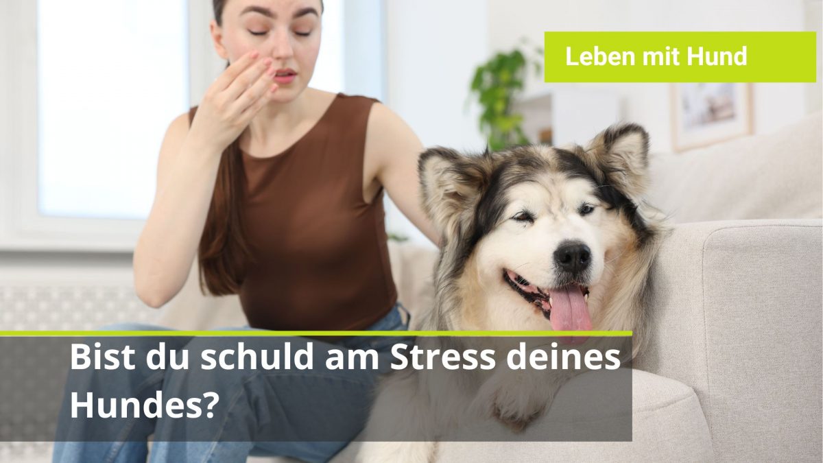 Mantrailing für Hunde: Belastungen und Übungen - Physiotherapie für ...